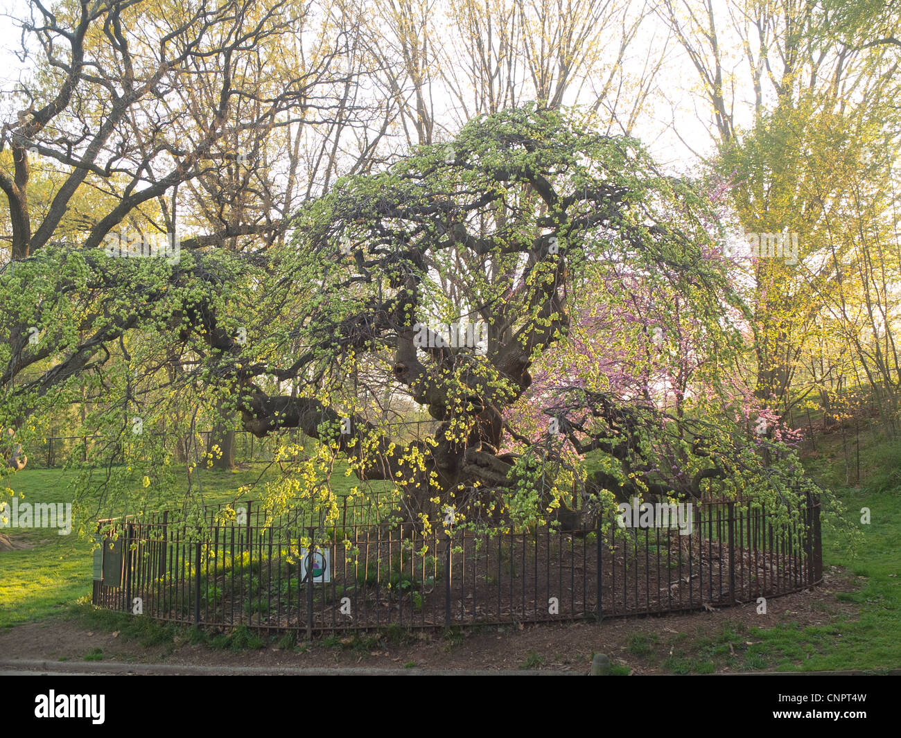 Weeping elm tree hi-res stock photography and images - Alamy