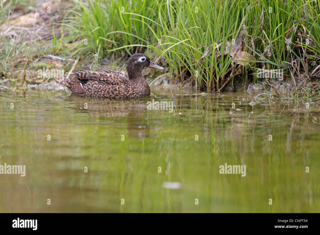 Laysan duck anas laysanensis hi-res stock photography and images - Alamy