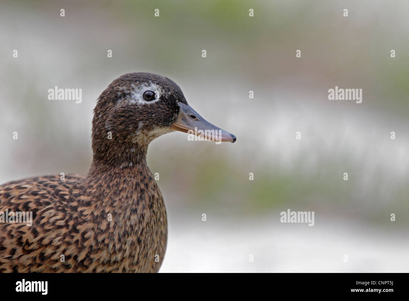 Wild Laysan Duck Stock Photo - Alamy