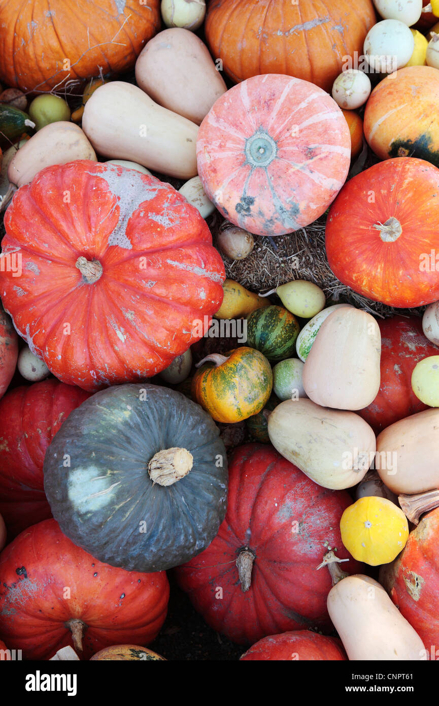 Mixed Colourful Pumpkins Stock Photo - Alamy