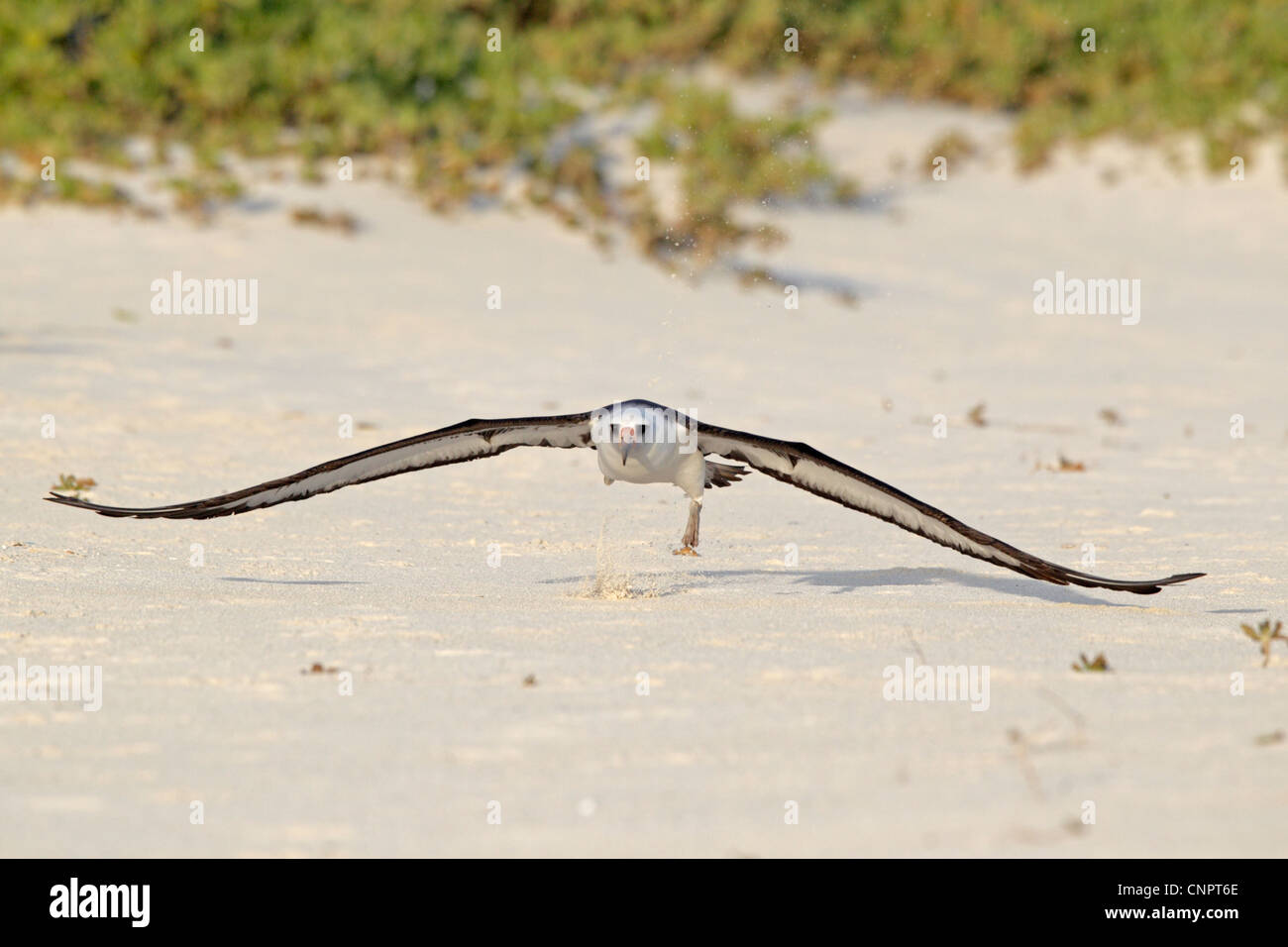 Laysan Albatross taking off from a beach Stock Photo - Alamy
