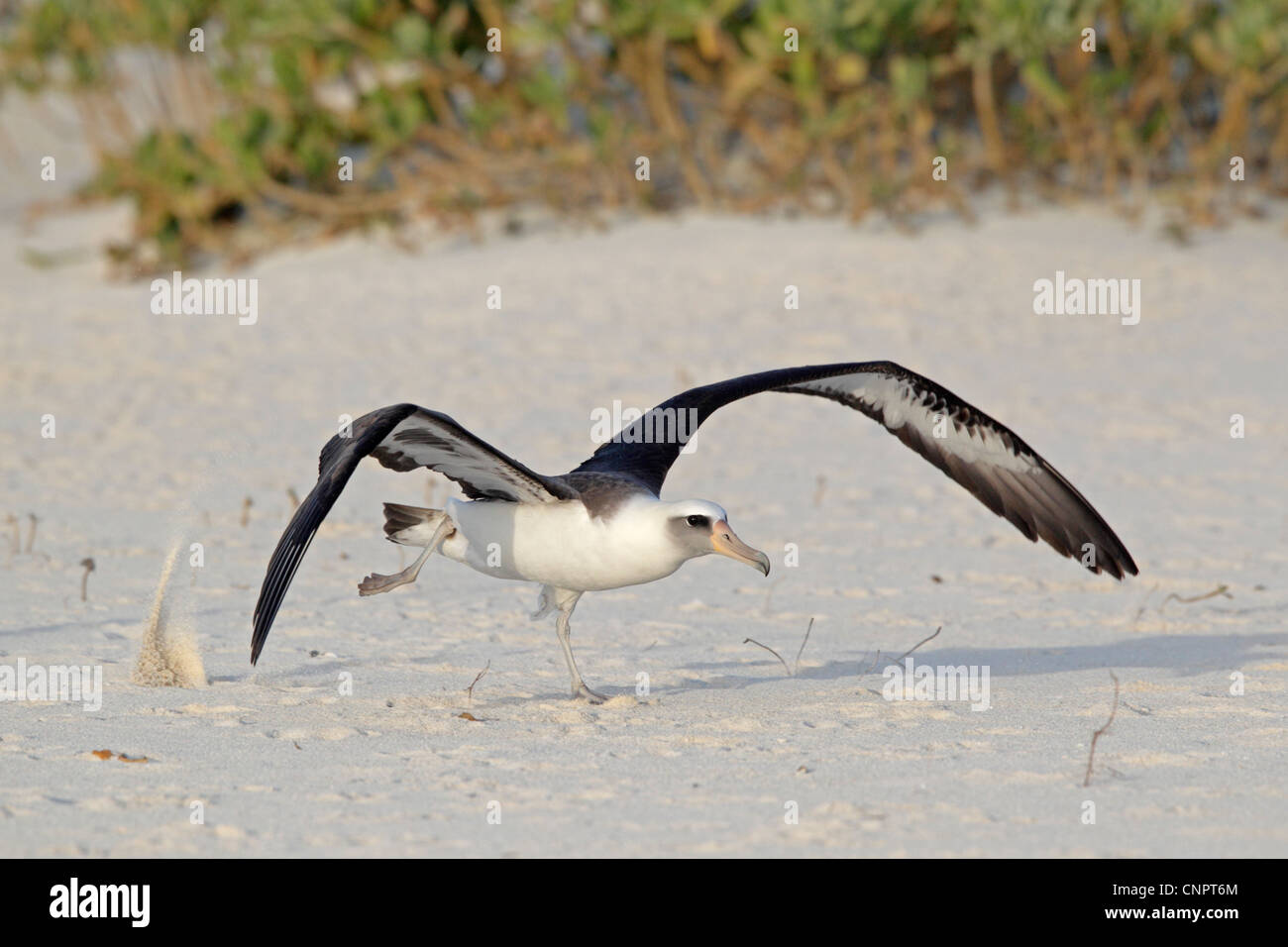 Laysan Albatross taking off from a beach Stock Photo - Alamy