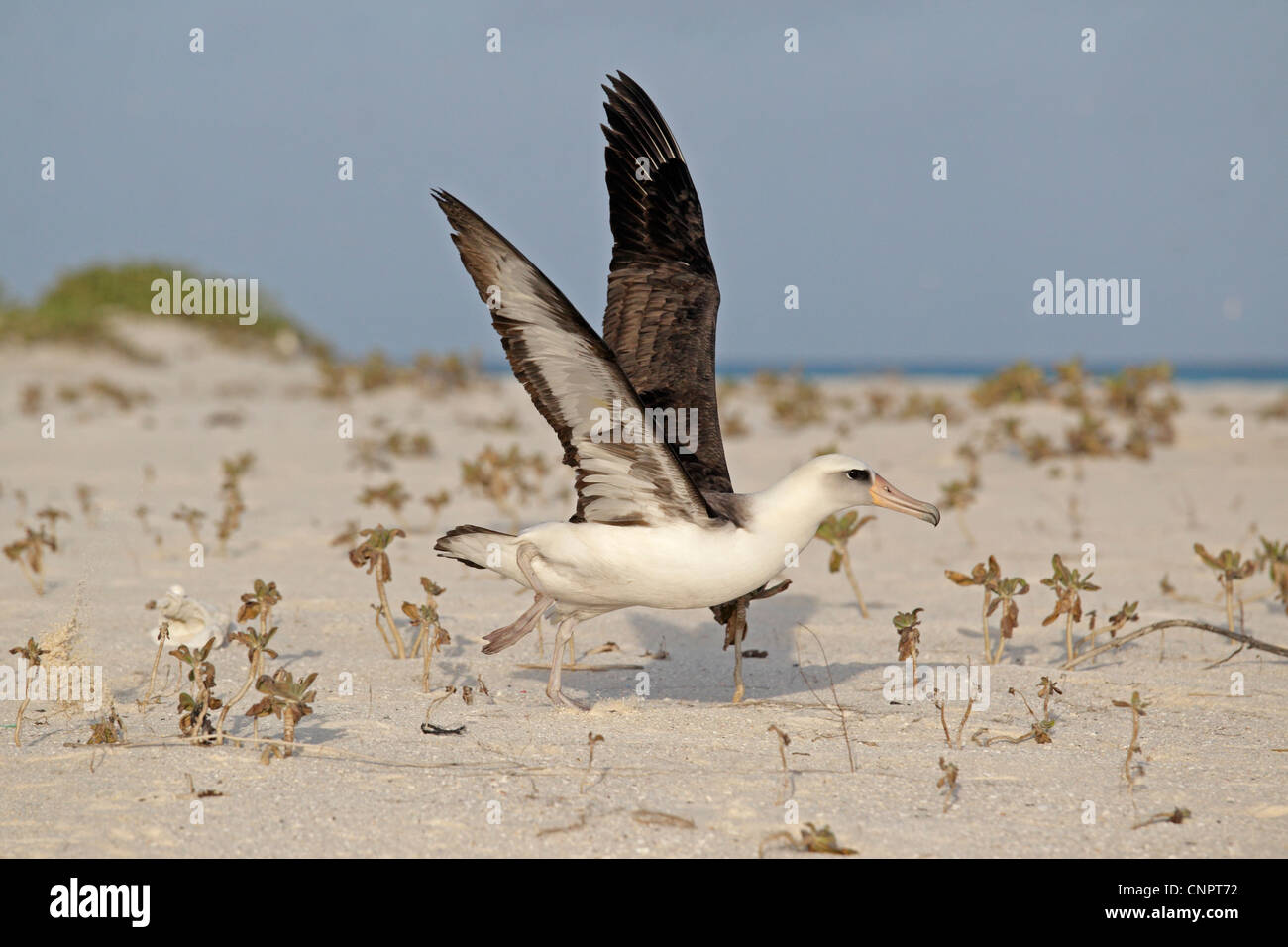 Laysan Albatross taking off from a beach Stock Photo - Alamy