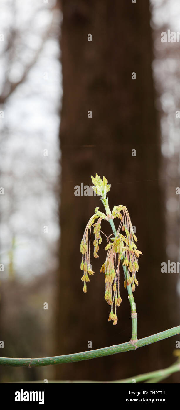 Botany park hi-res stock photography and images - Alamy