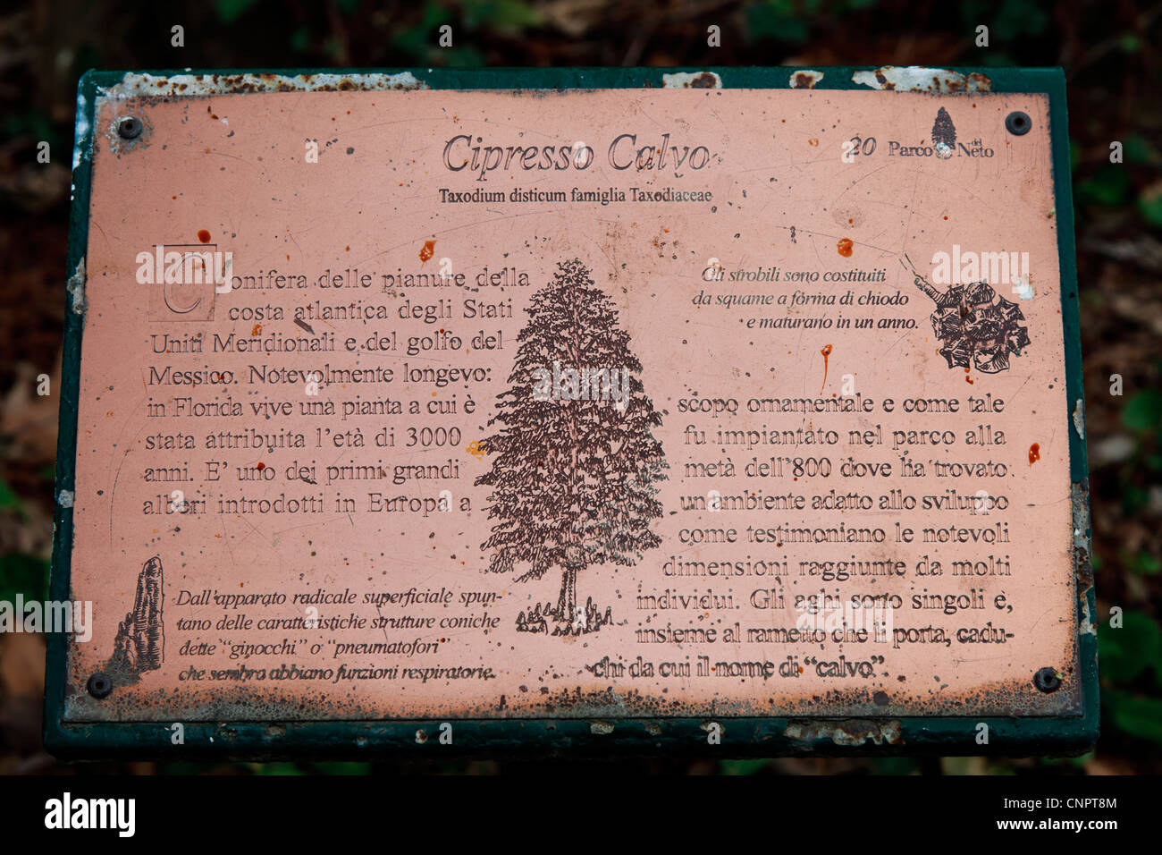 descriptive panel of taxodium Stock Photo - Alamy