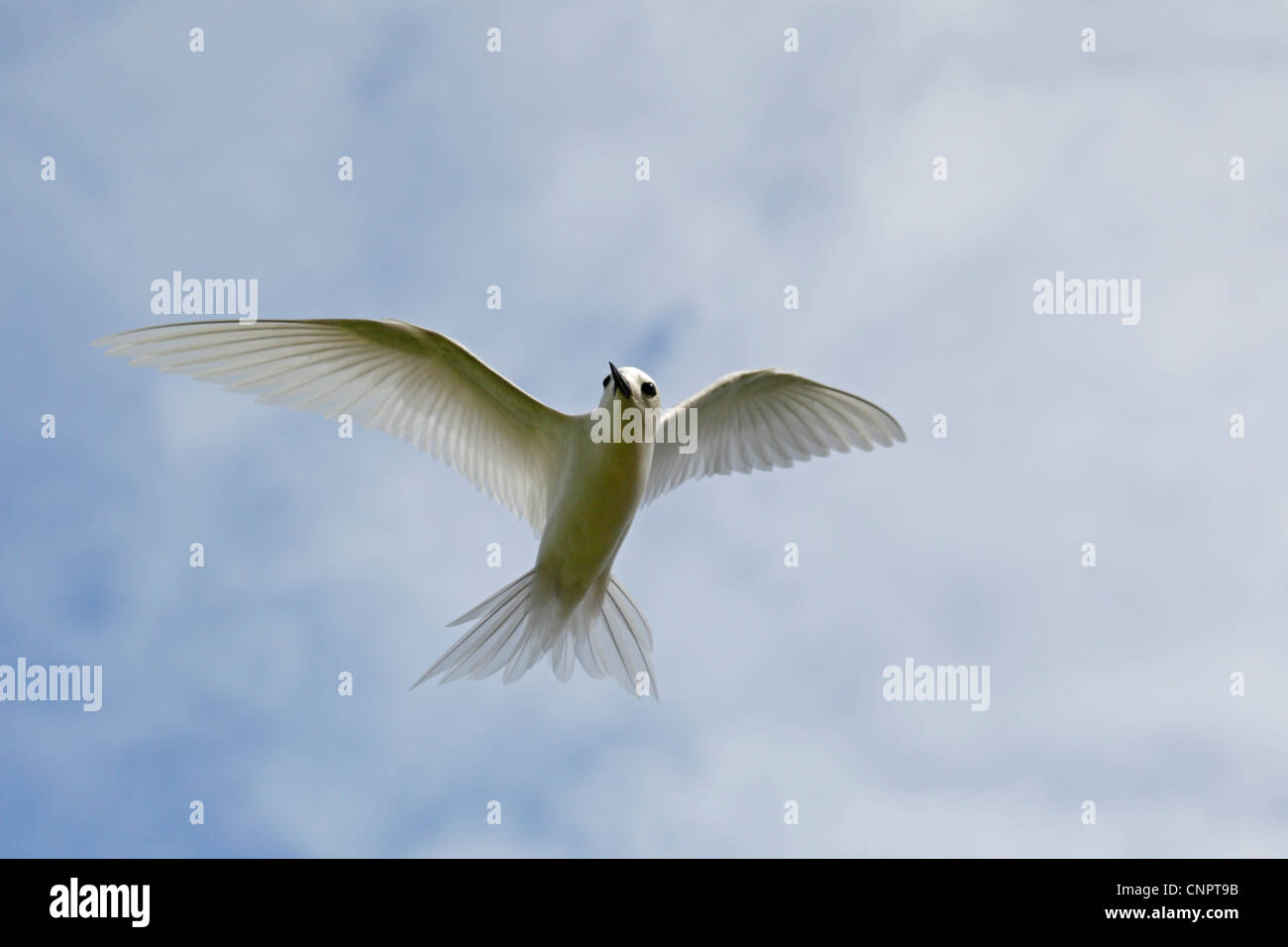 White Tern in flight Stock Photo - Alamy