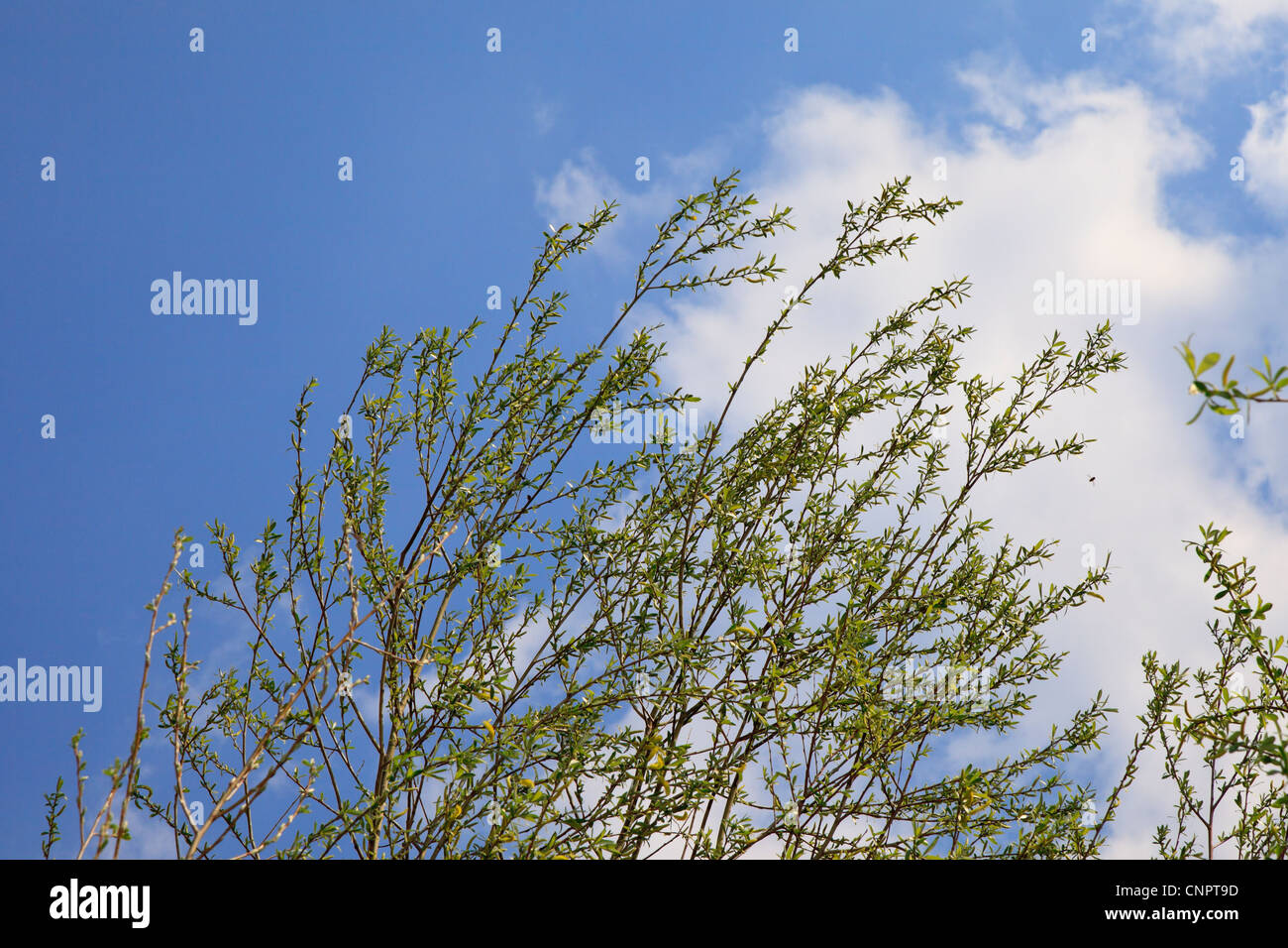 Wind trees hi-res stock photography and images - Alamy