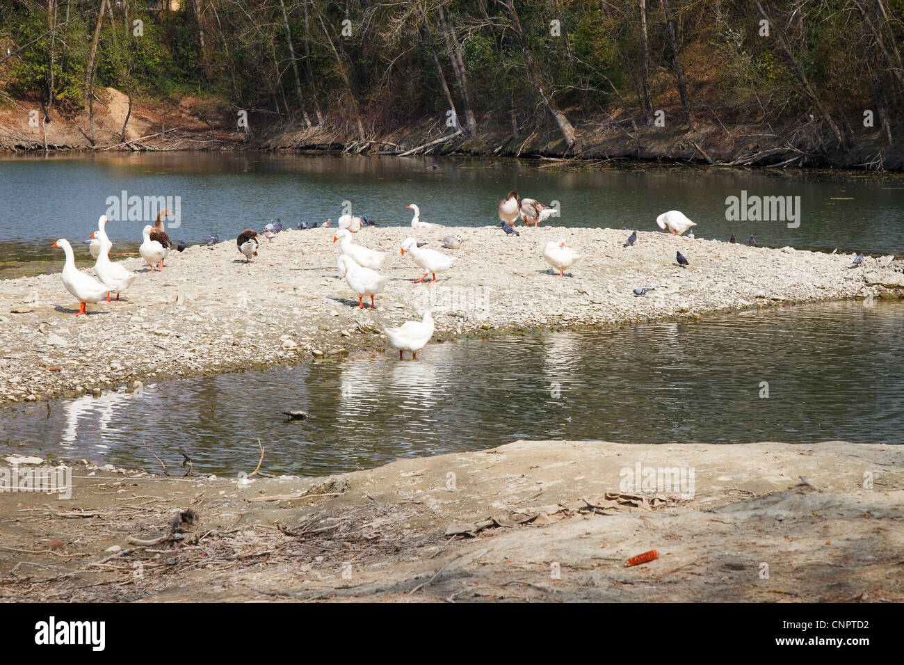 Habits of animals hi-res stock photography and images - Alamy