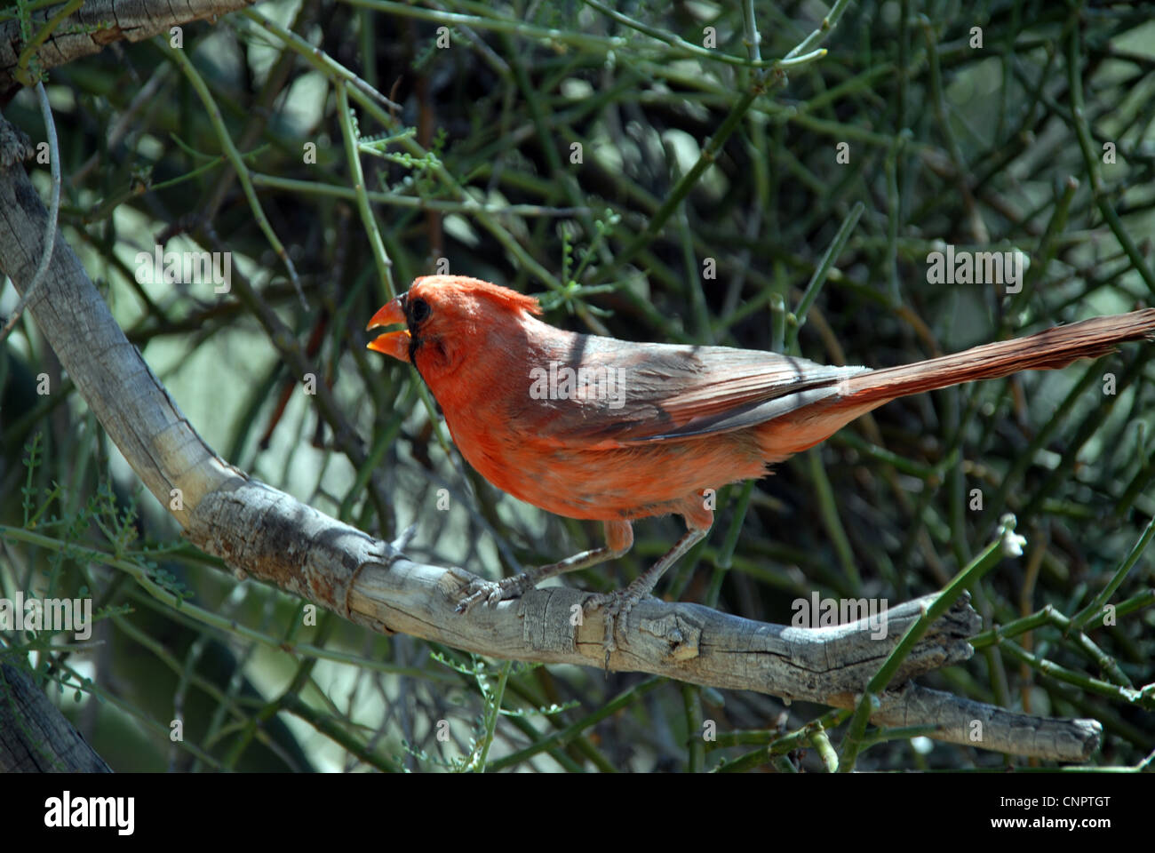 northern cardinal at the Desert Museum, Tucson in Arizona Stock Photo ...