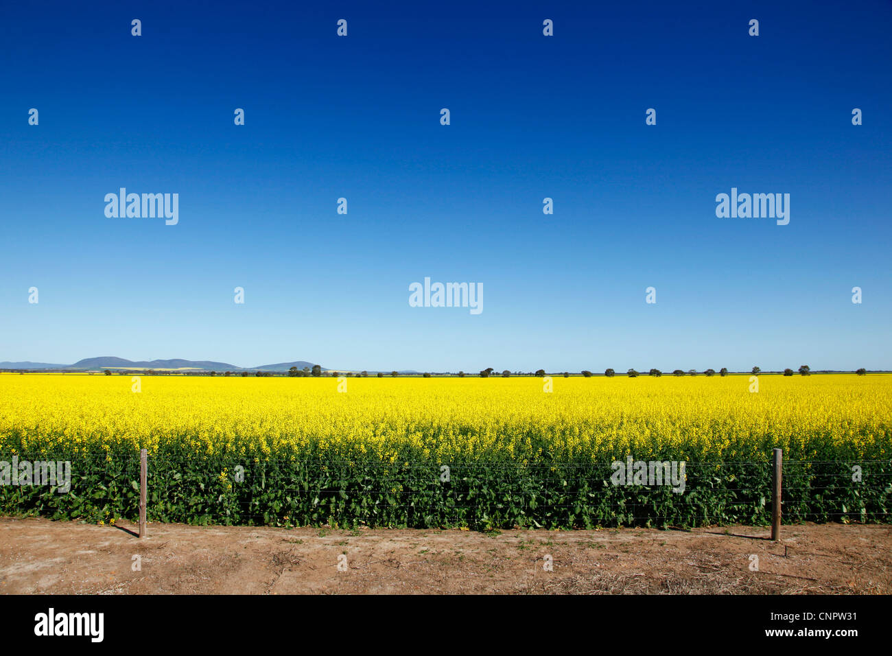 Canola crops. Eyre Peninsula. South Australia Stock Photo - Alamy