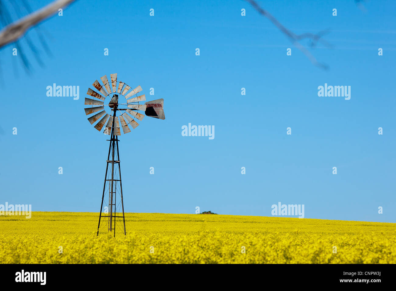 Windmill and canola crops. Eyre Peninsula. South Australia Stock Photo ...