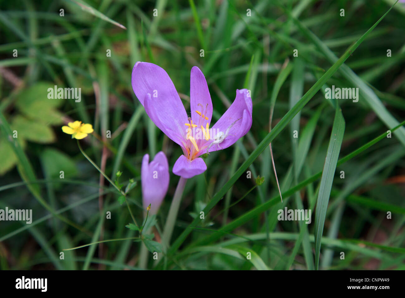 The Crocus flower with small spider albino Stock Photo - Alamy