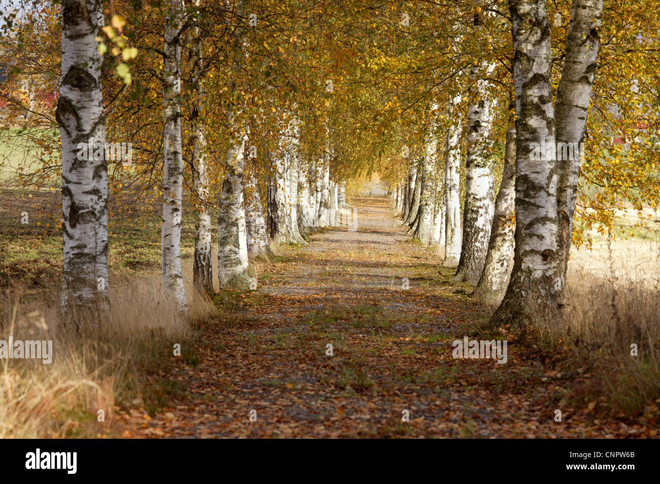 Birch avenune hi-res stock photography and images - Alamy