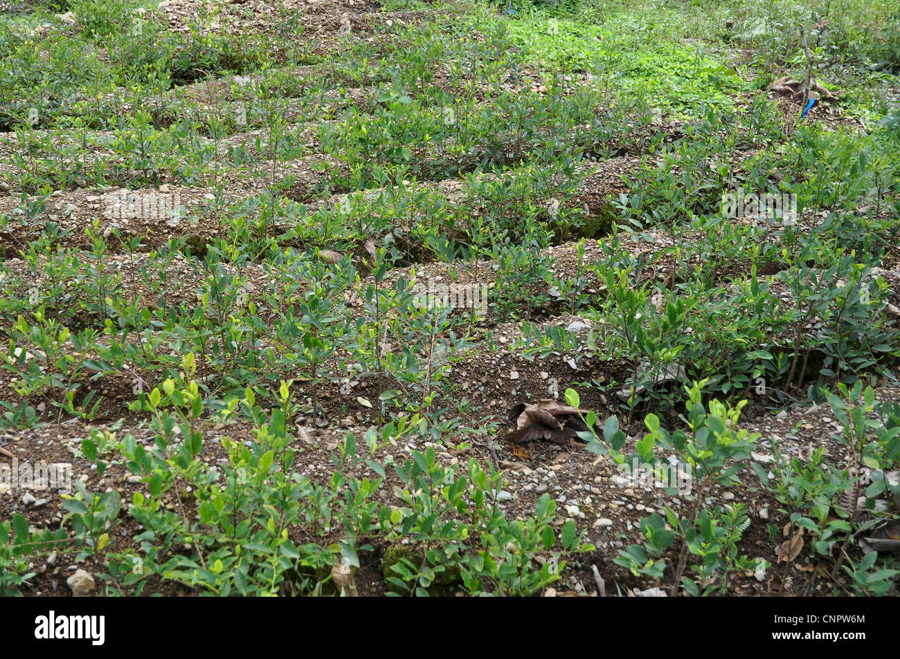 Coca Leaves High Resolution Stock Photography and Images - Alamy