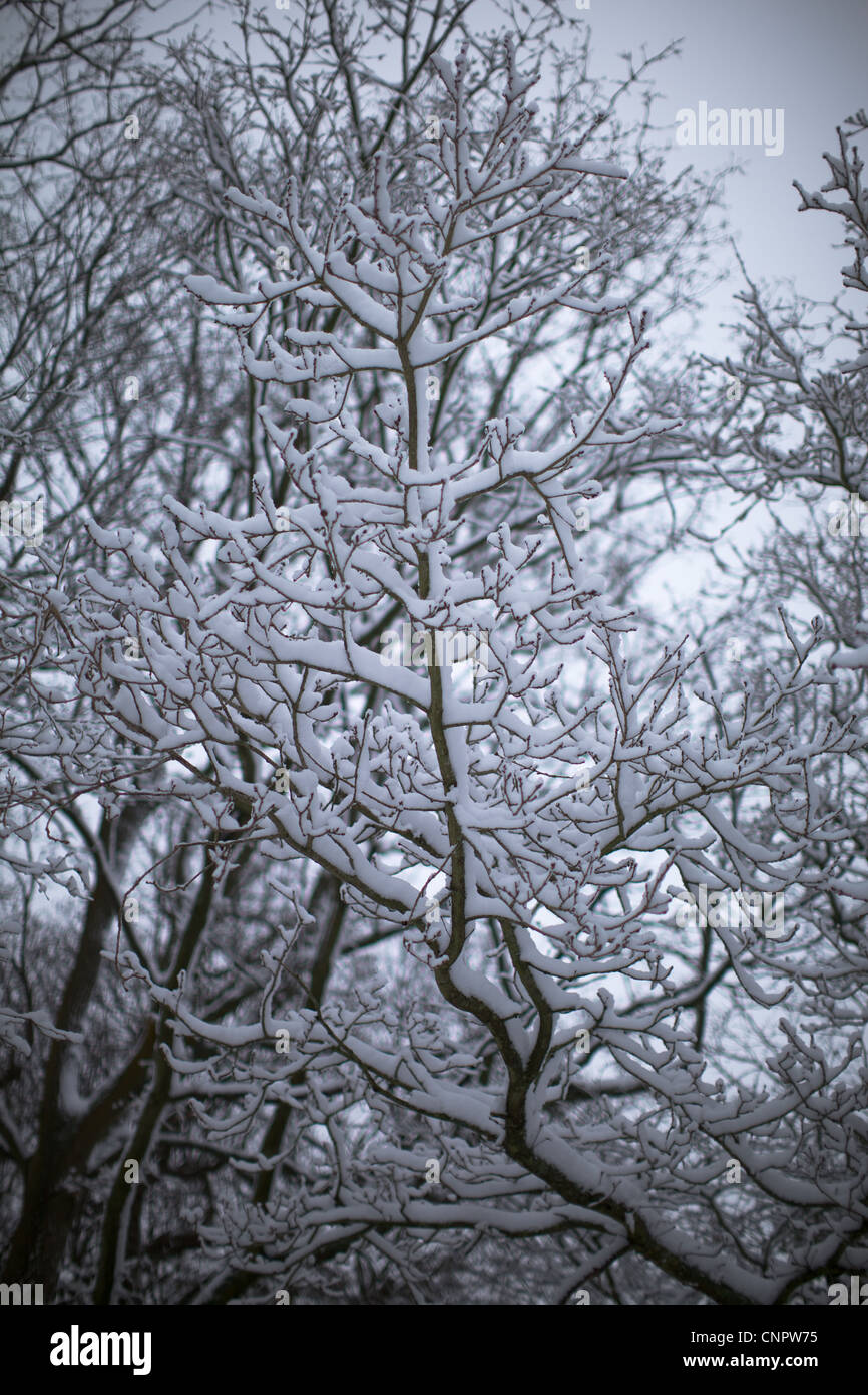 Kent snow ice frozen storm tree Stock Photo - Alamy