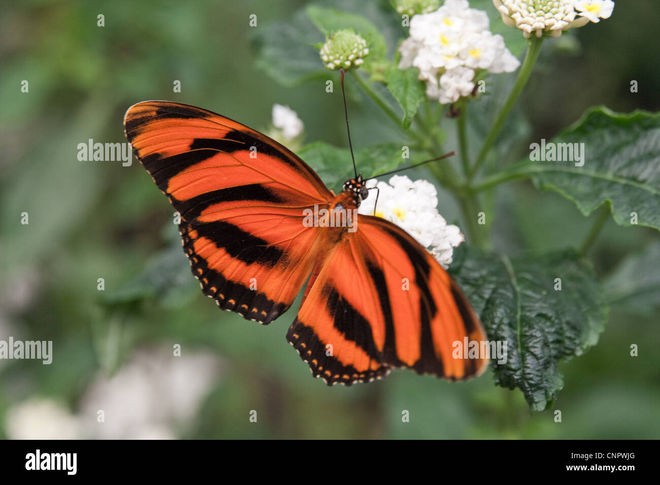 Orange Tiger Banded Orange Heliconian Banded Orange Butterfly Stock ...