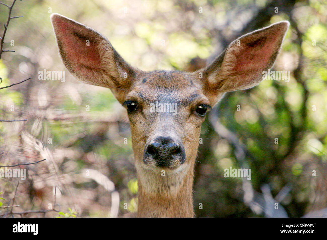 Mule head hi-res stock photography and images - Alamy