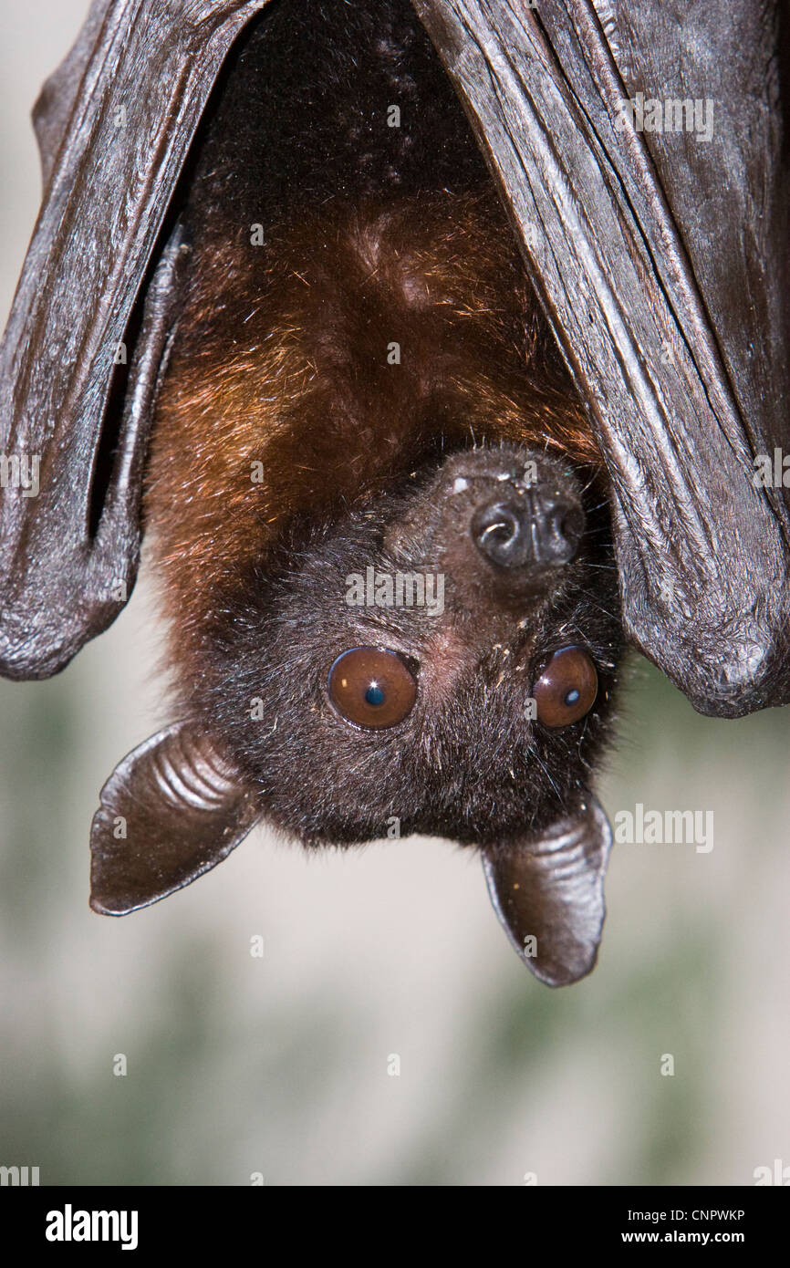 Bat tree uk hi-res stock photography and images - Alamy