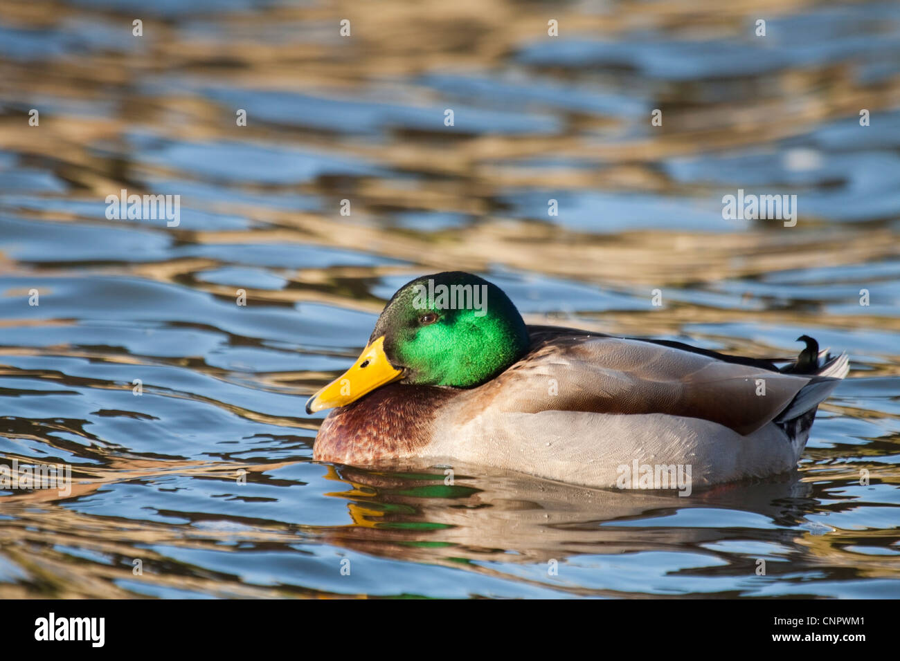 Mallard Duck (Male Stock Photo - Alamy