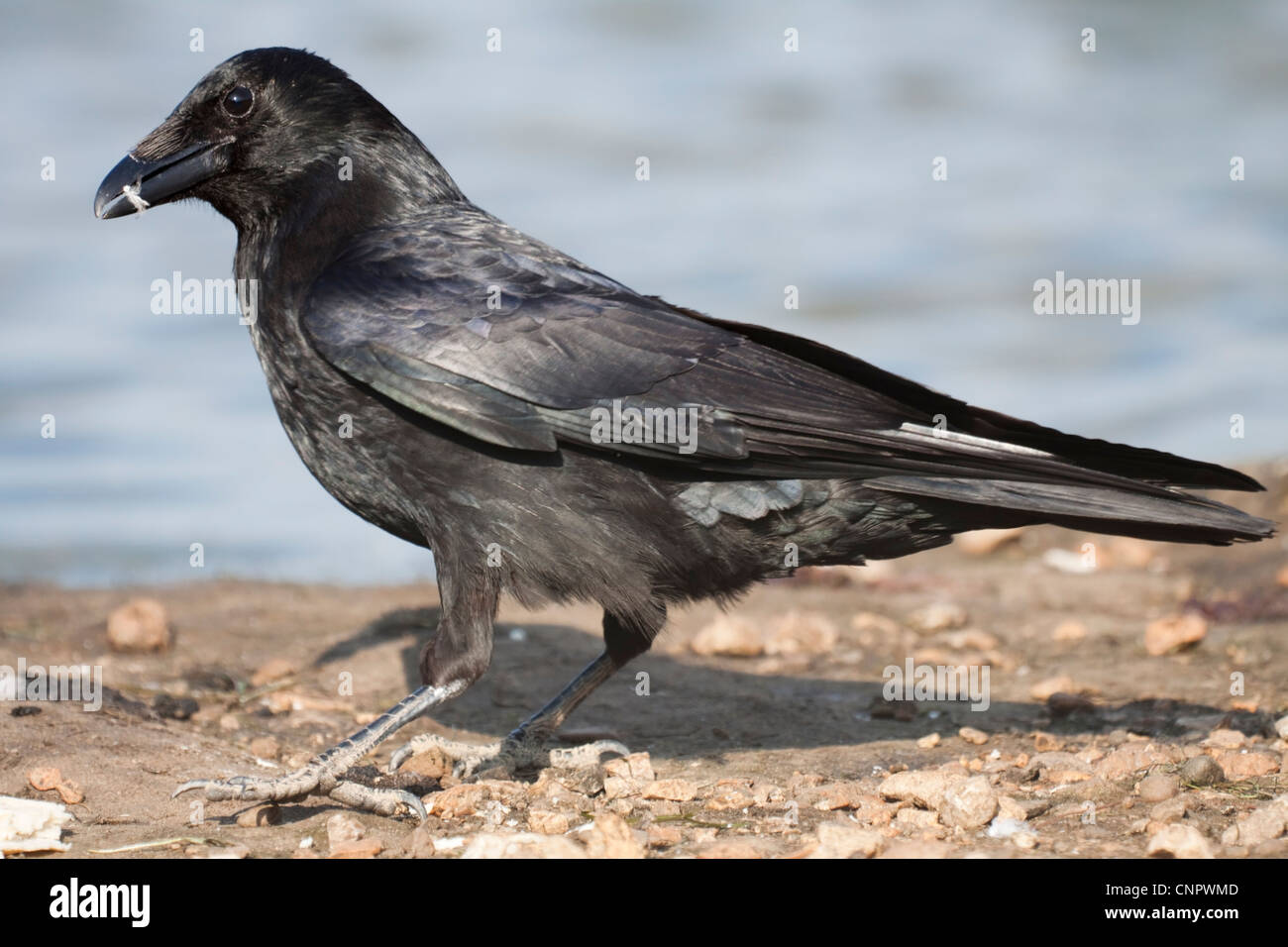 Stare crow hi-res stock photography and images - Alamy