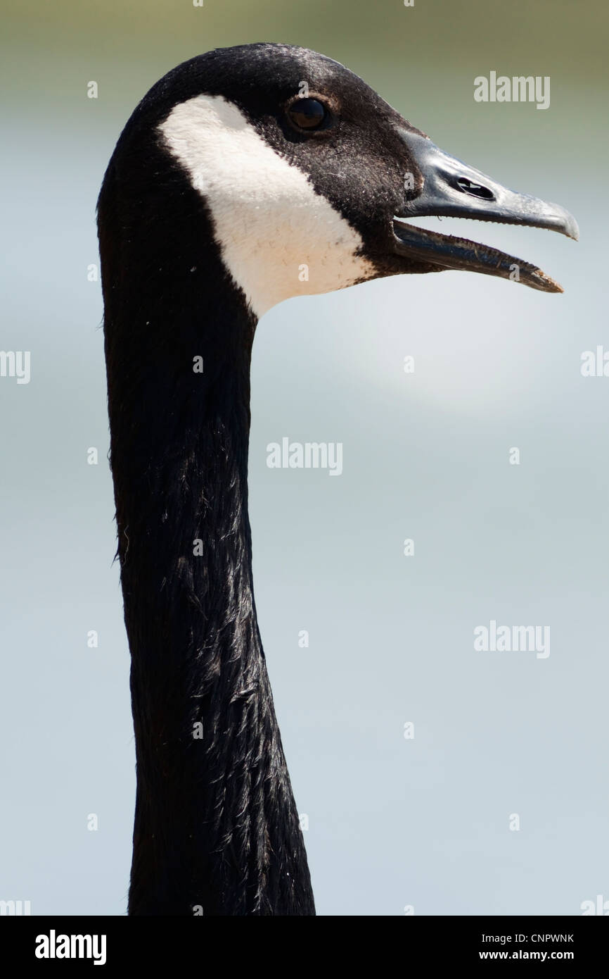 Common invasive bird species uk hi-res stock photography and images - Alamy