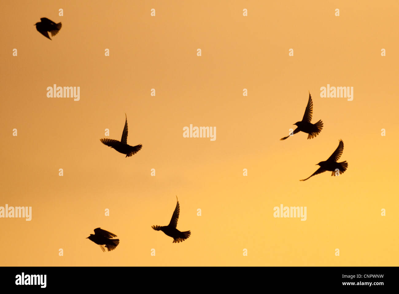 Starlings Flying High Resolution Stock Photography and Images - Alamy