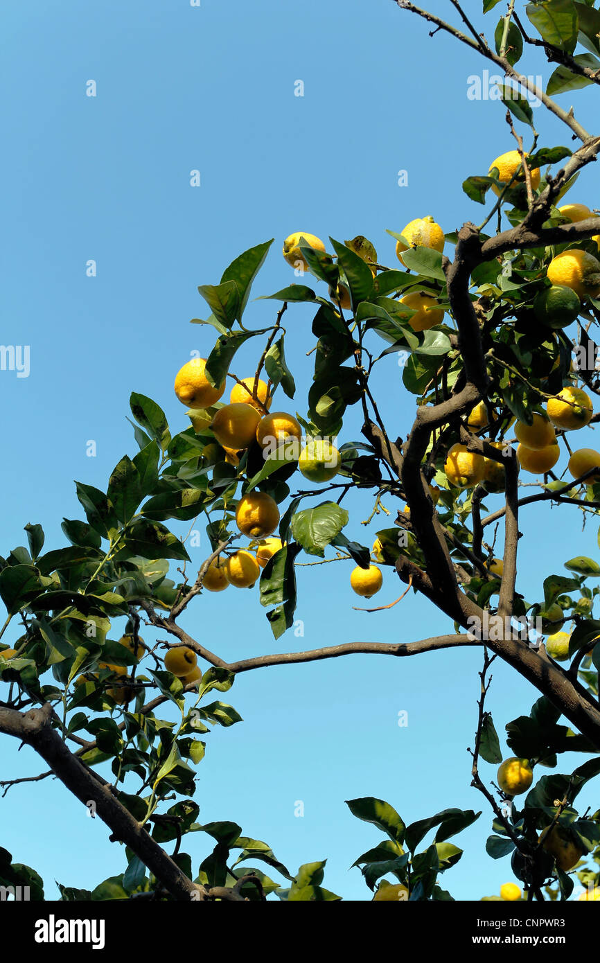 Ischia fruit hi-res stock photography and images - Alamy