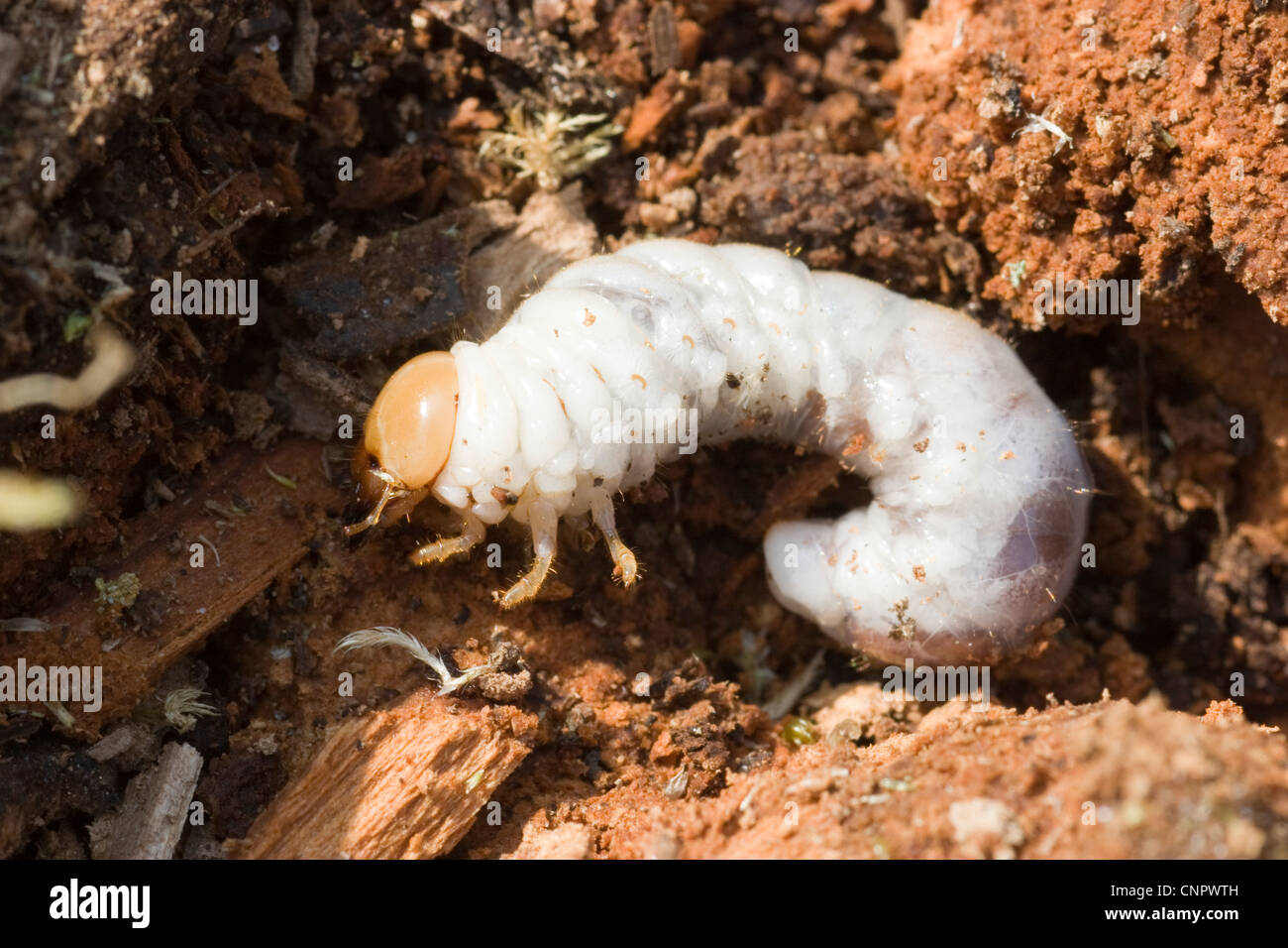 Wood boring beetle larvae grubs hi-res stock photography and images - Alamy