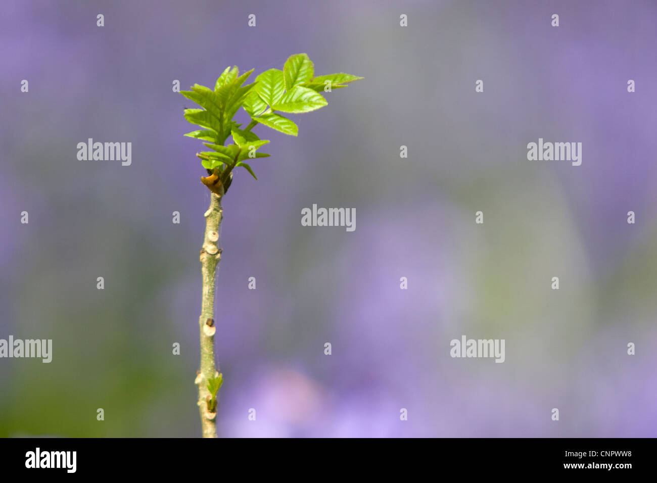 Ash tree seedling hi-res stock photography and images - Alamy