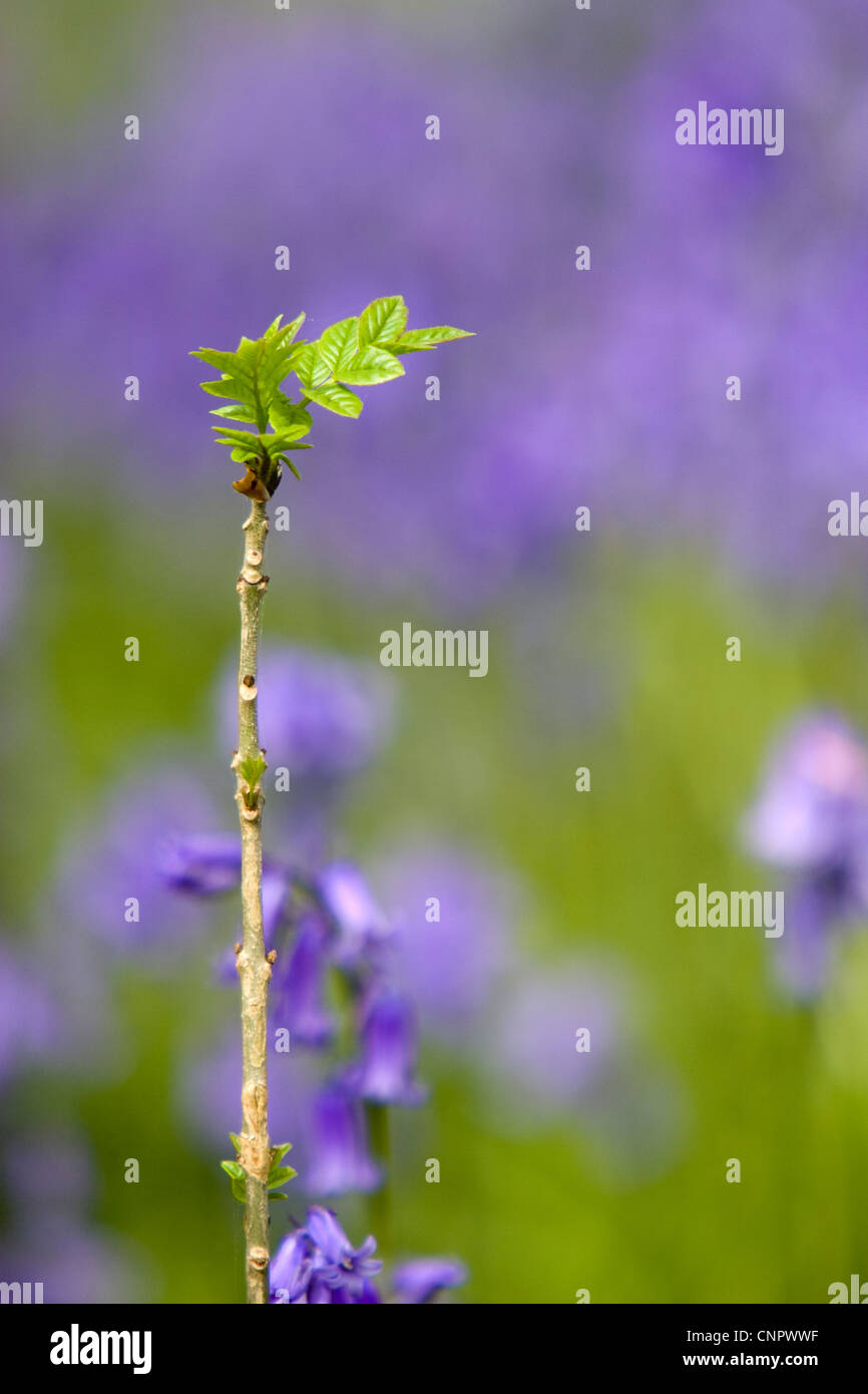 Ash Sapling High Resolution Stock Photography and Images - Alamy