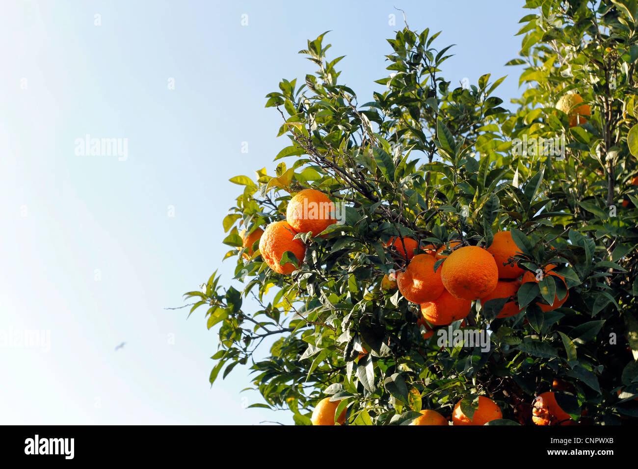 Oranges On A Tree High Resolution Stock Photography and Images - Alamy