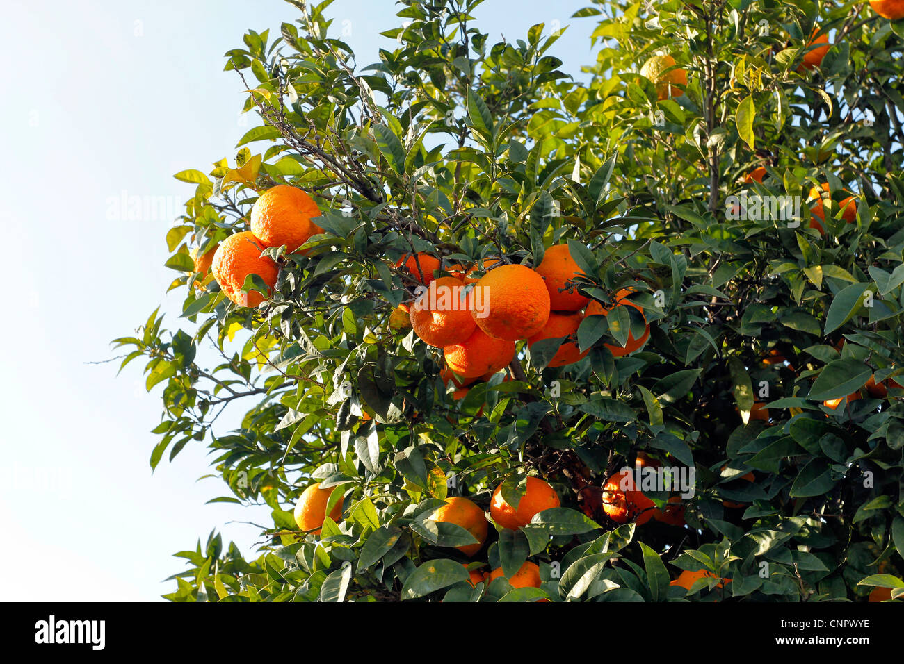 Fresh oranges on a tree, Ischia, Naples, Italy Stock Photo - Alamy