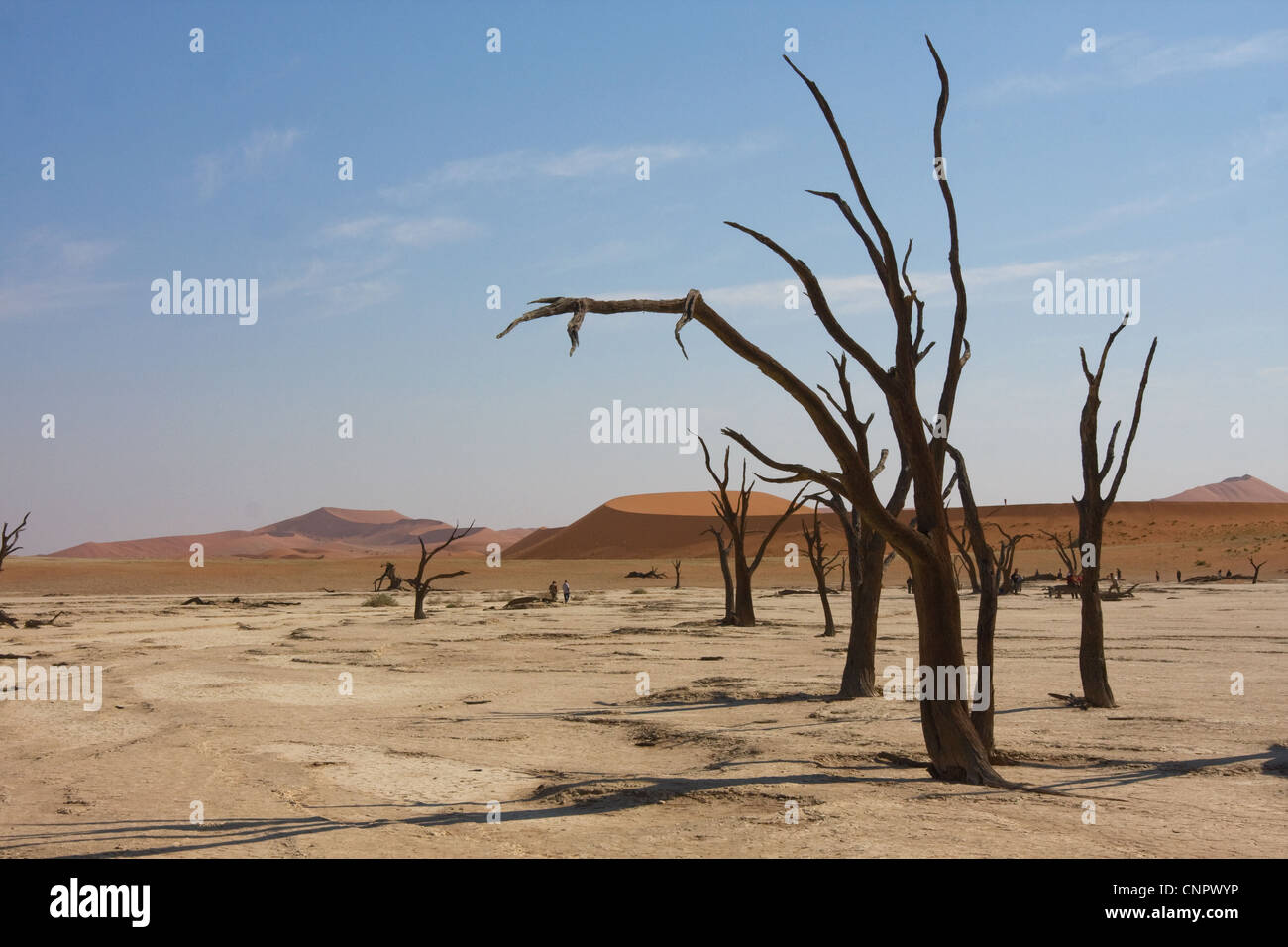 Dead acacia tree in silhouette hi-res stock photography and images - Alamy
