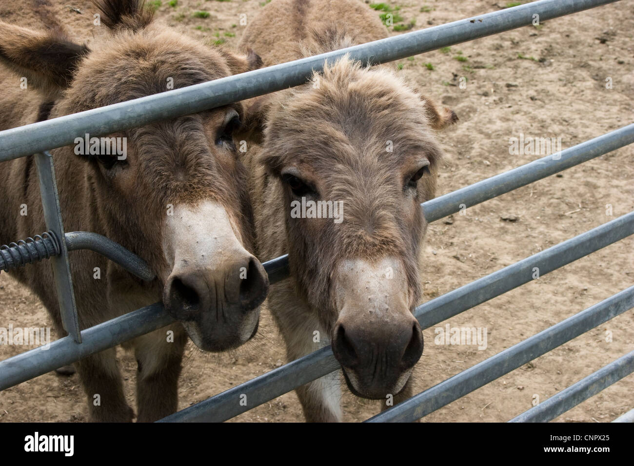 Donkey Uk Gate High Resolution Stock Photography and Images - Alamy