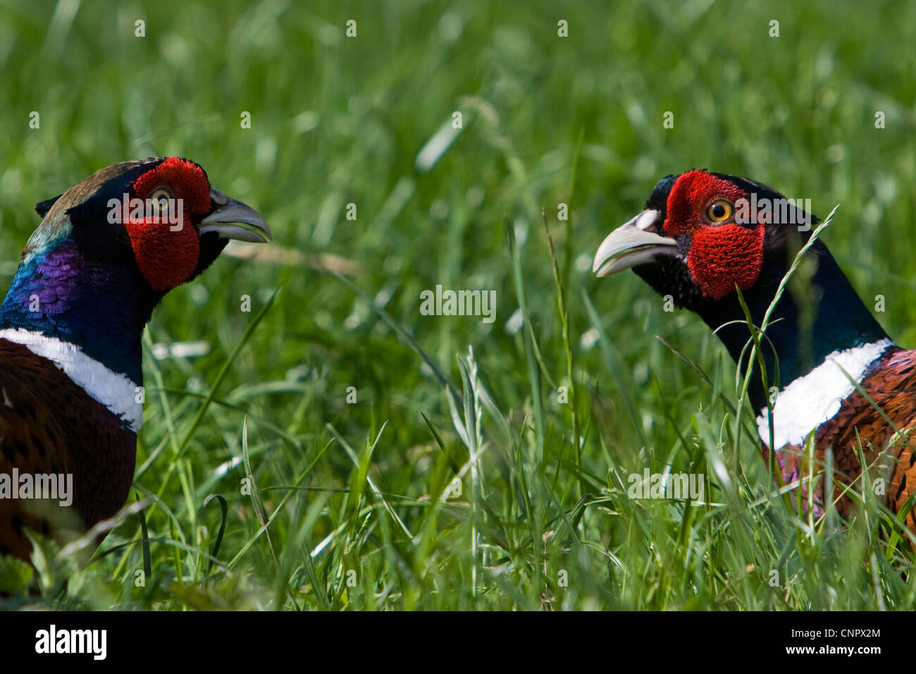 Pheasants birds hi-res stock photography and images - Alamy