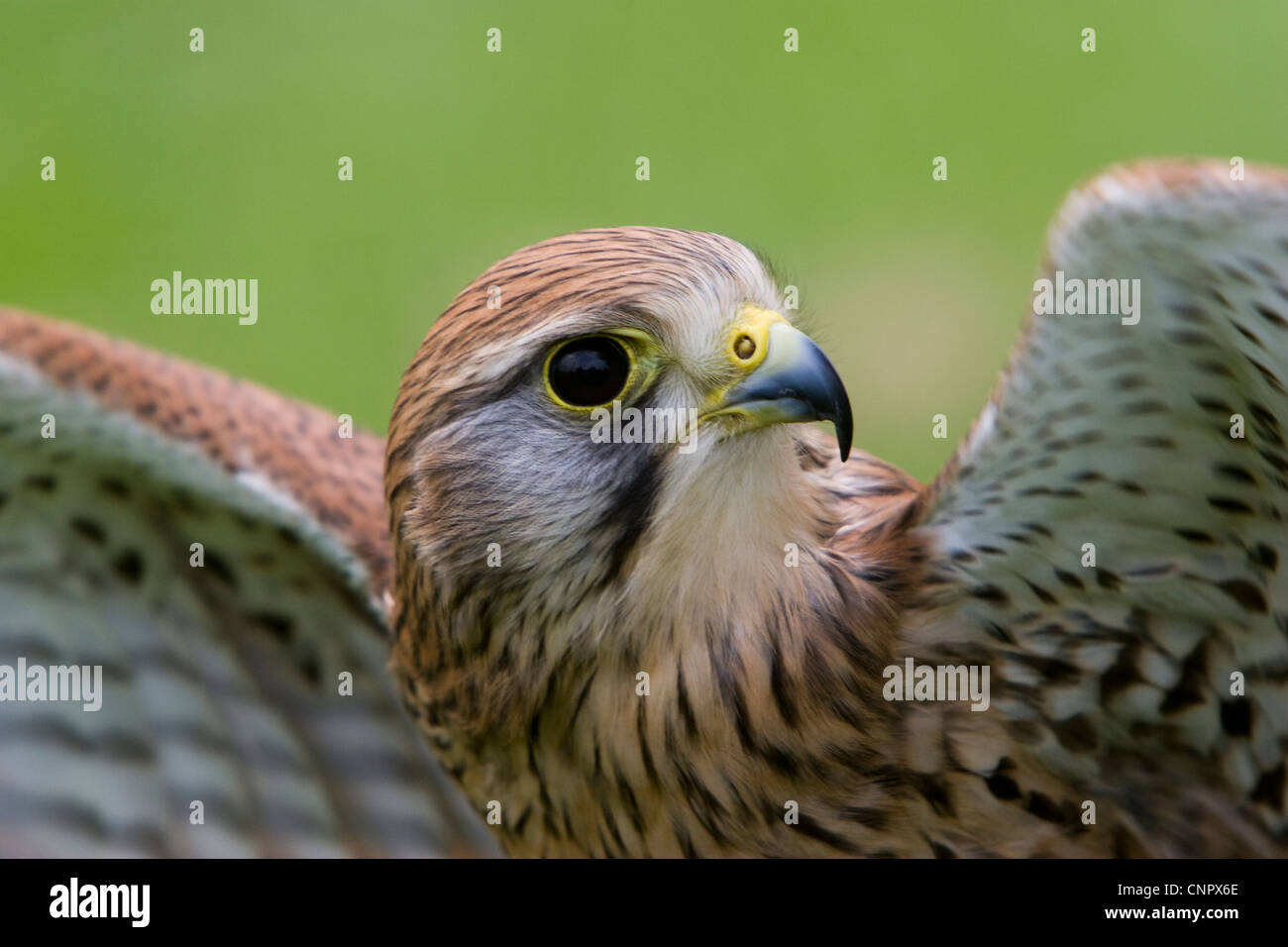 Kestrel close up with wings outstretched Stock Photo - Alamy