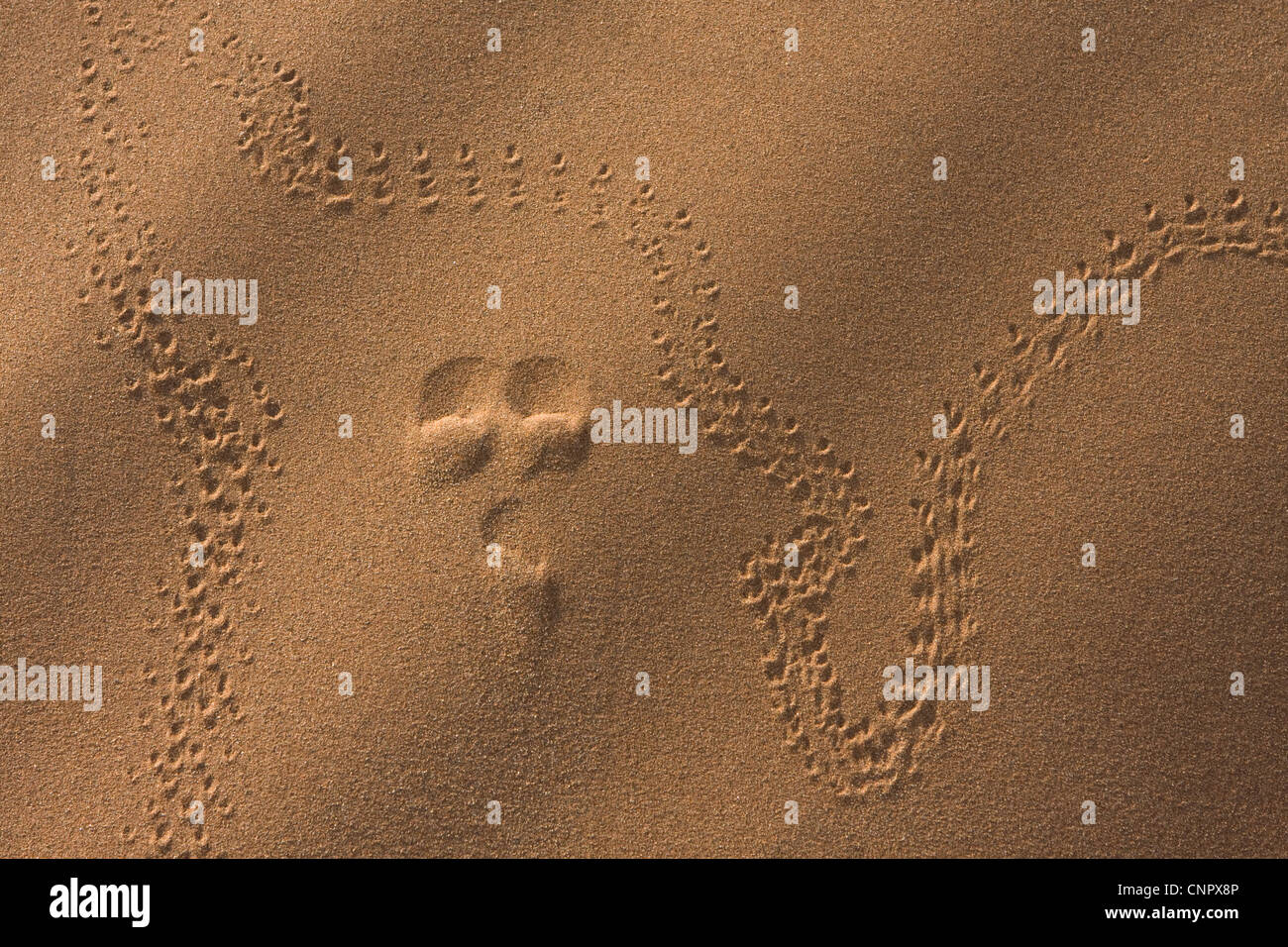 Sand dune insect track hi-res stock photography and images - Alamy