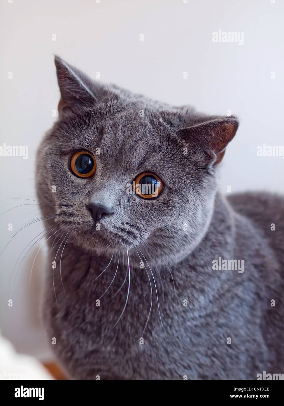 British shorthair cat Stock Photo - Alamy