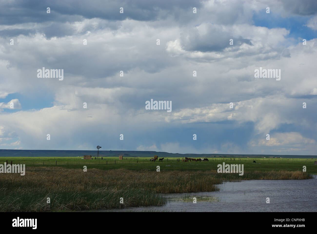 Lake, horses and wide open plains, Wyoming Stock Photo - Alamy