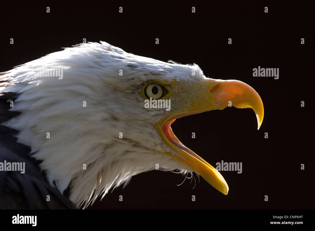 Eagle open beak hi-res stock photography and images - Alamy