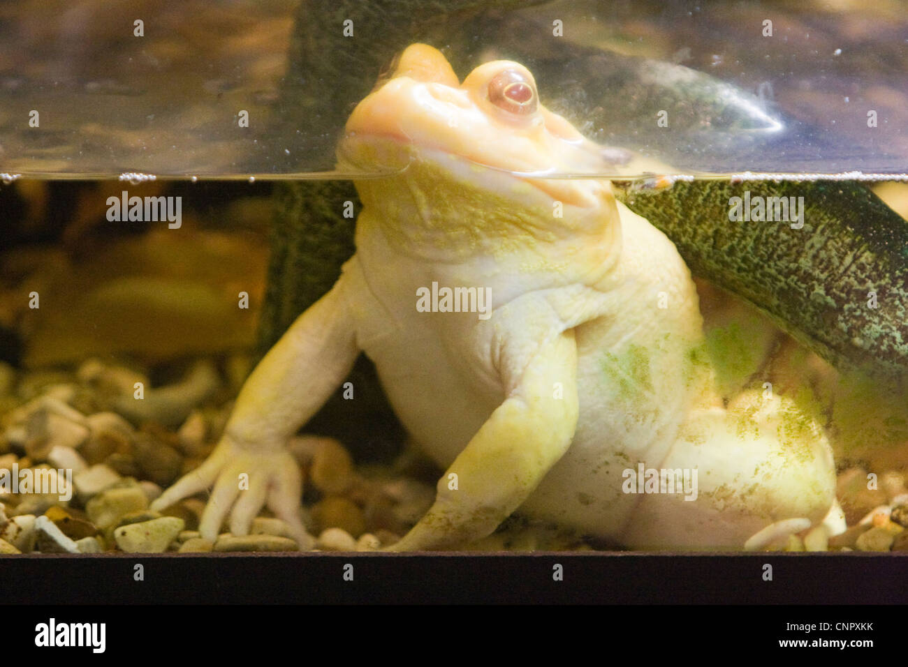 Mr toad hi-res stock photography and images - Alamy