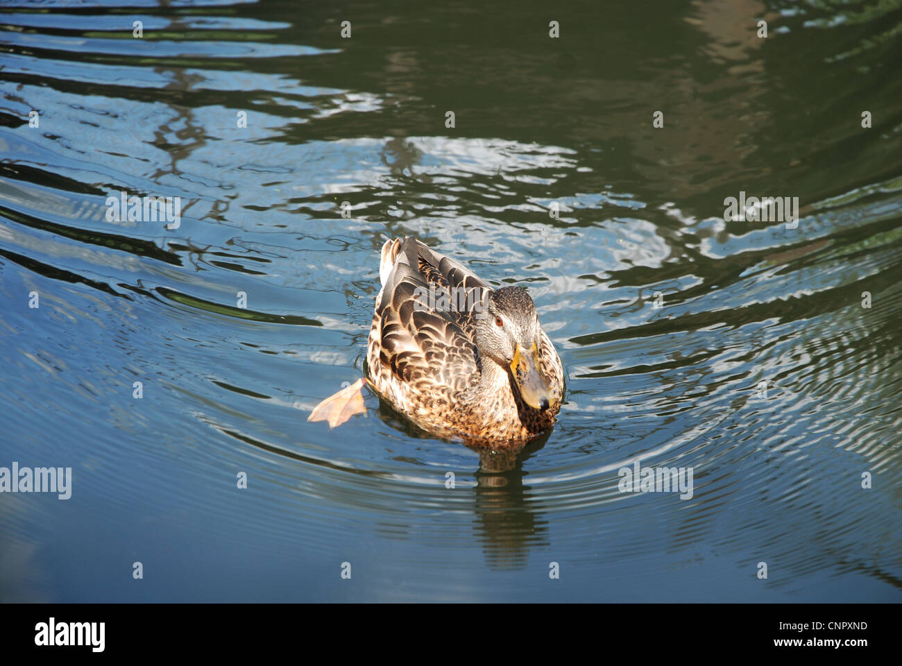 One duck swimming in the water Stock Photo - Alamy
