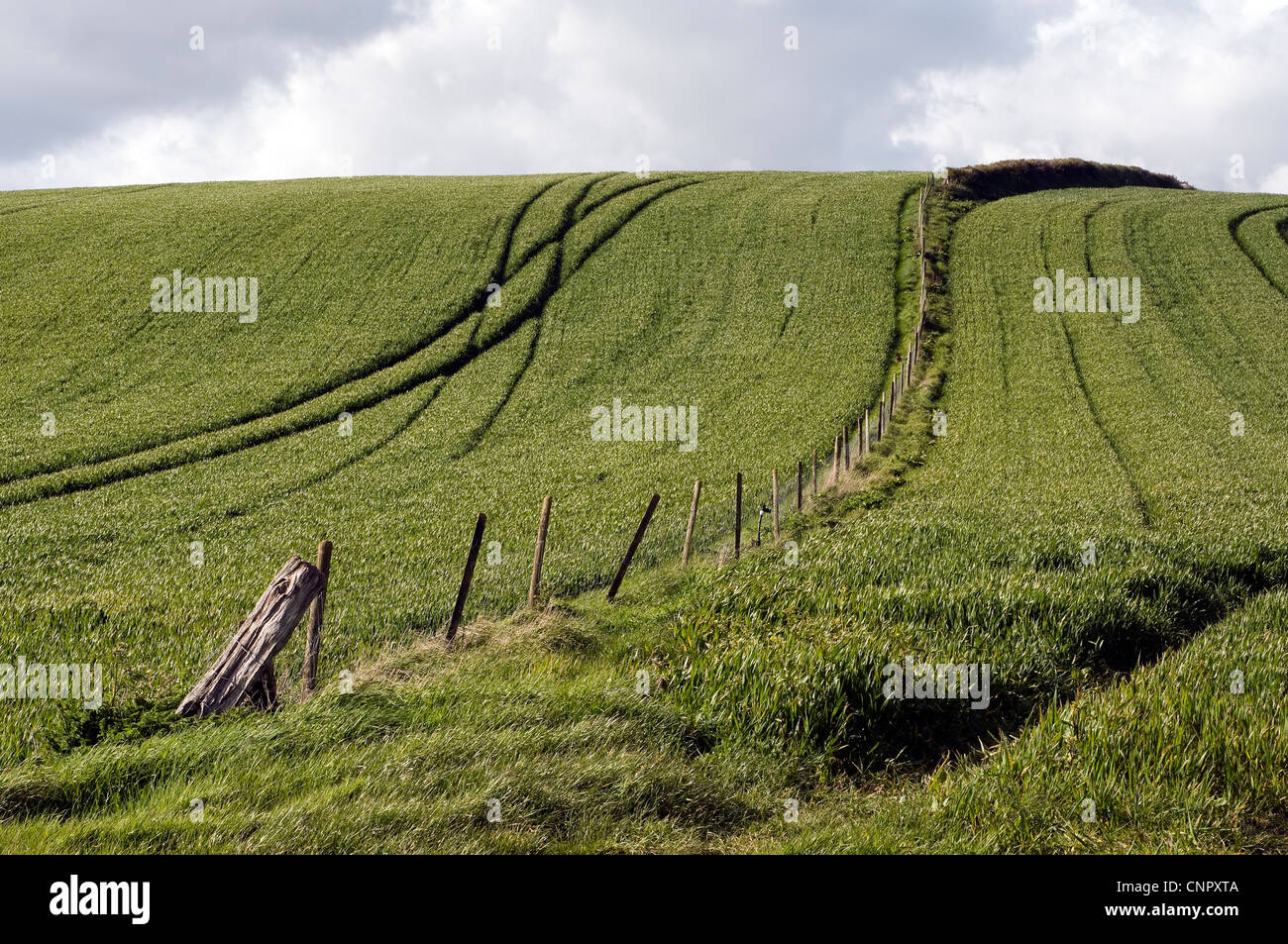 rolling devon hills,hedgerows,agricultural, agriculture, country ...