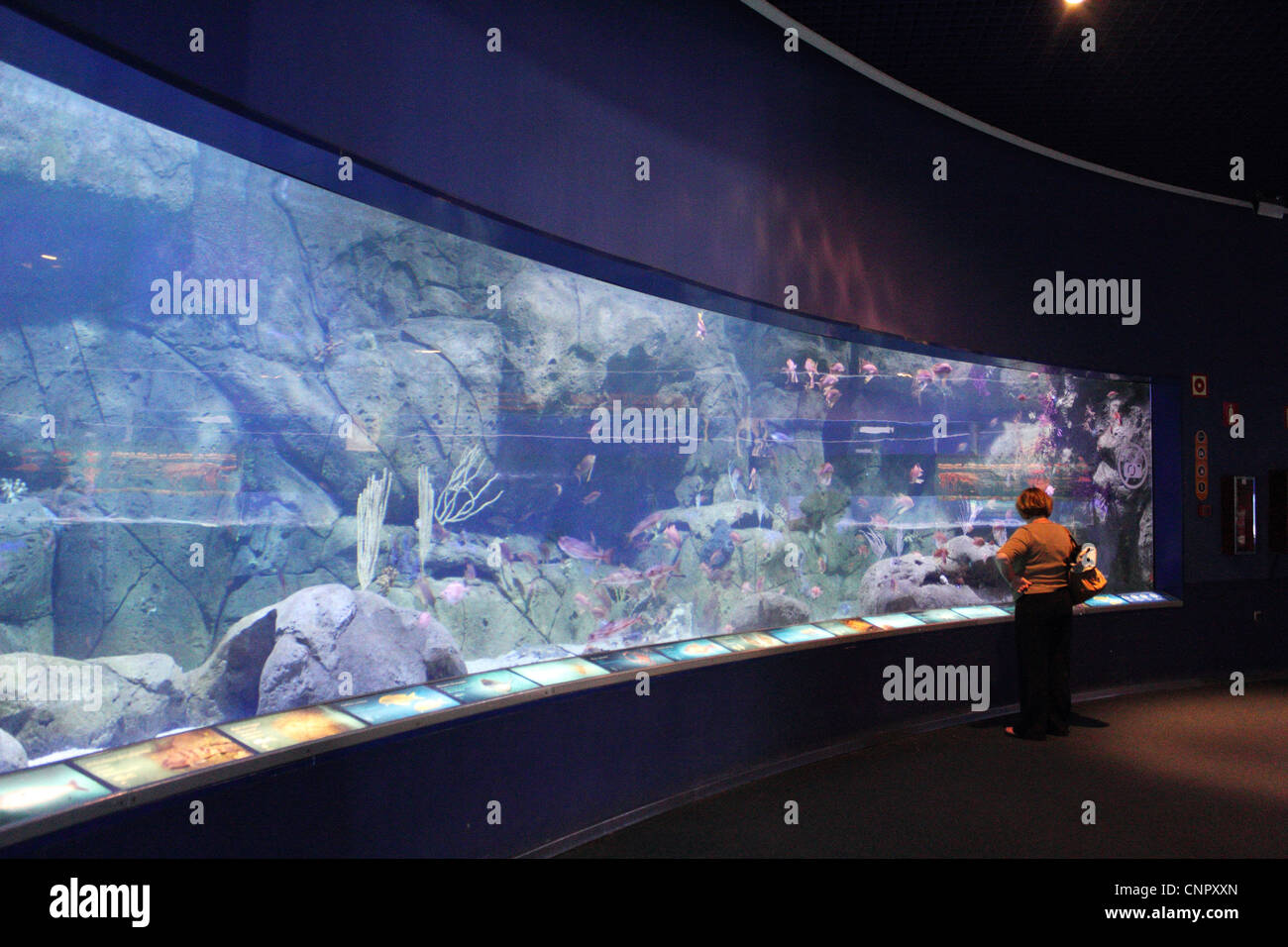Underwater tank at Oceanografic aquarium Valencia Spain Stock Photo - Alamy