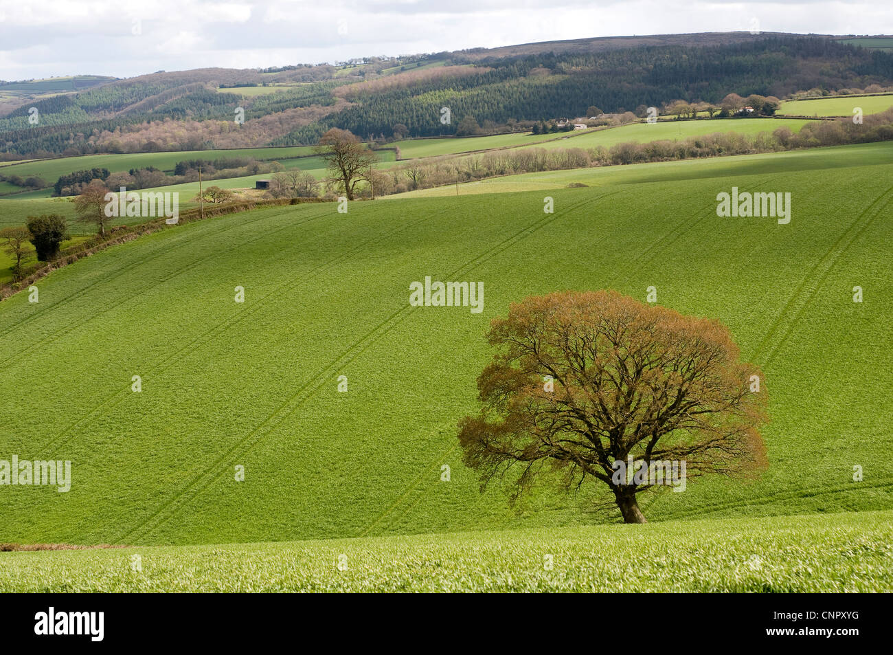 rolling devon hills,hedgerows,agricultural, agriculture, country ...