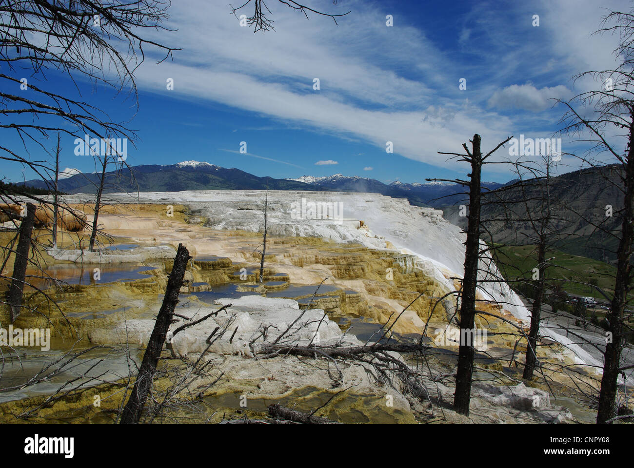 Dry trees and hot pools, Mammoth Terraces, Yellowstone National Park ...