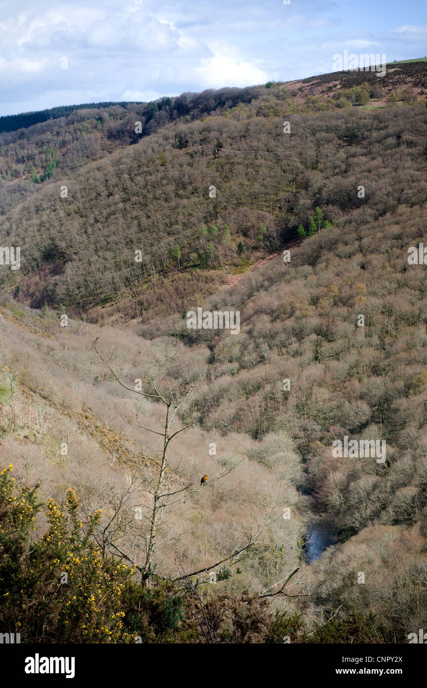 Teign Gorge and robin,rolling devon hills,hedgerows, bracken, country ...