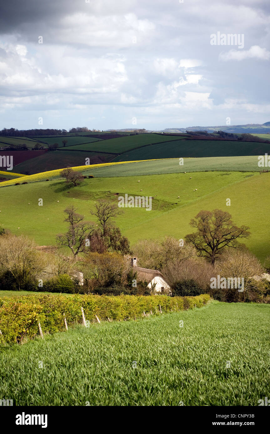 rolling devon hills,hedgerows,thatch,agricultural, agriculture, country ...