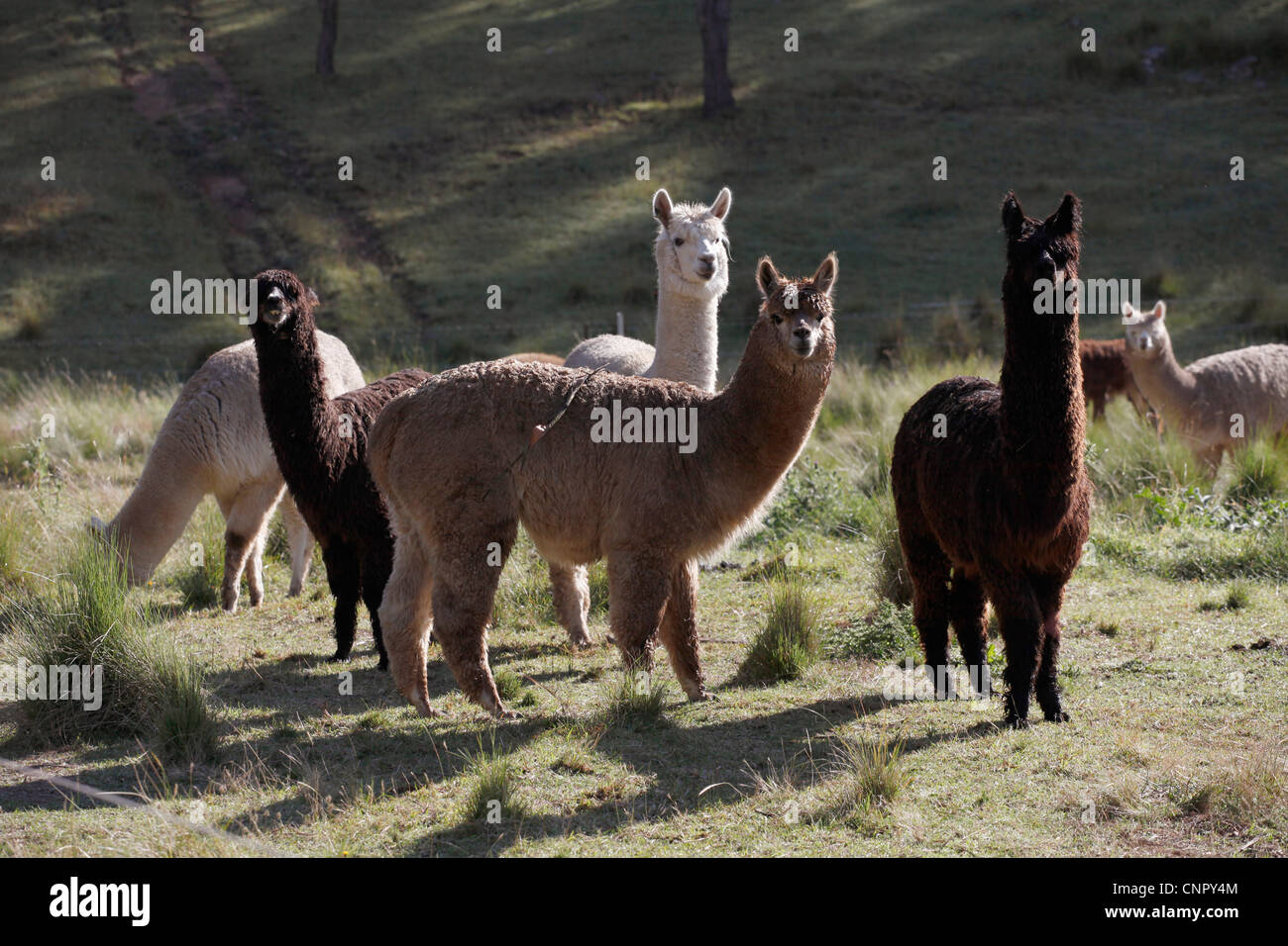 Alpacas grazing in the high Andes mountains of Peru Stock Photo - Alamy