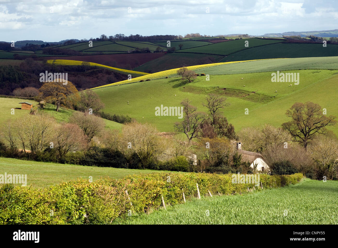 rolling devon hills,hedgerows,agricultural, agriculture,thatch,a deep ...